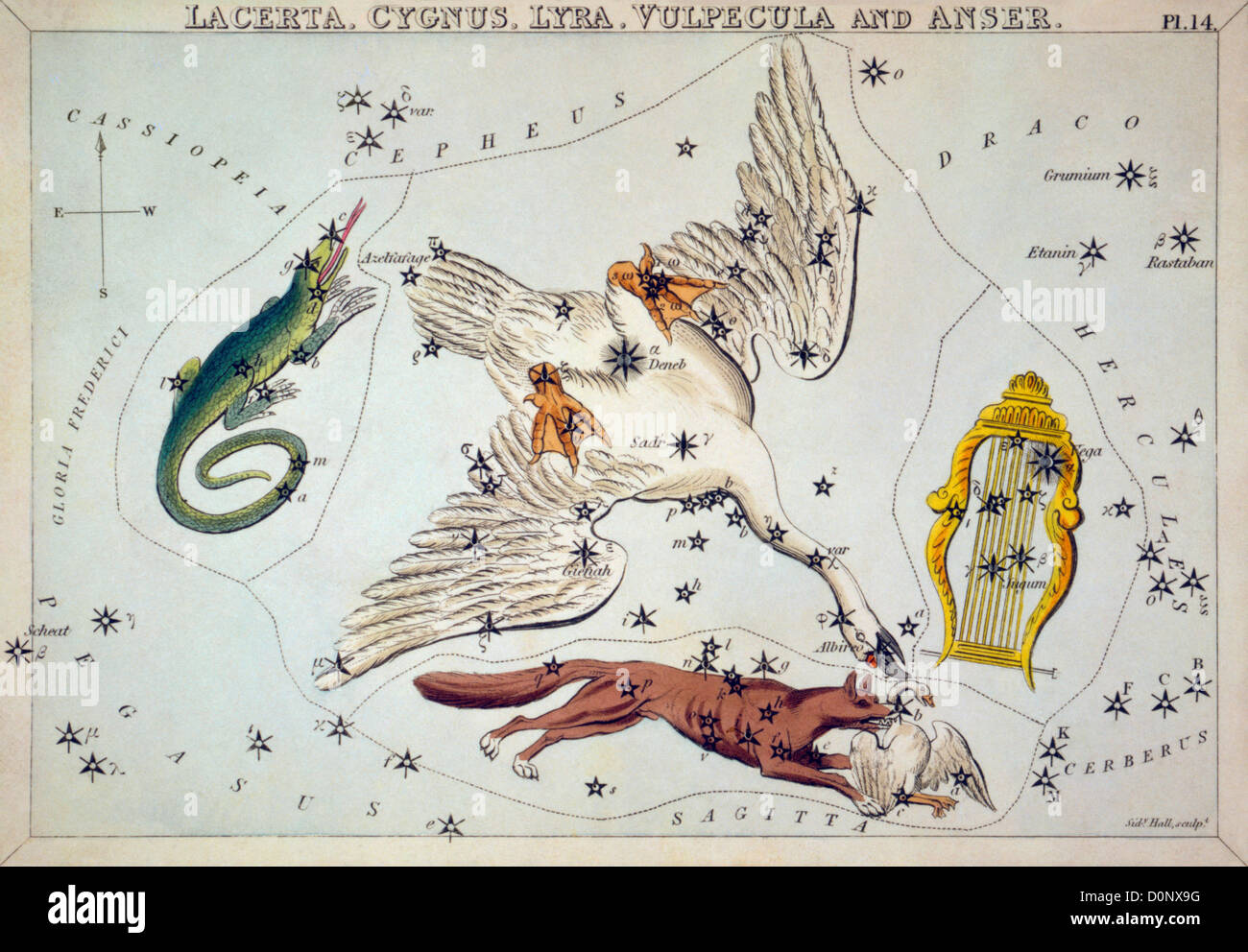 Cygnus constellation hi-res stock photography and images - Alamy