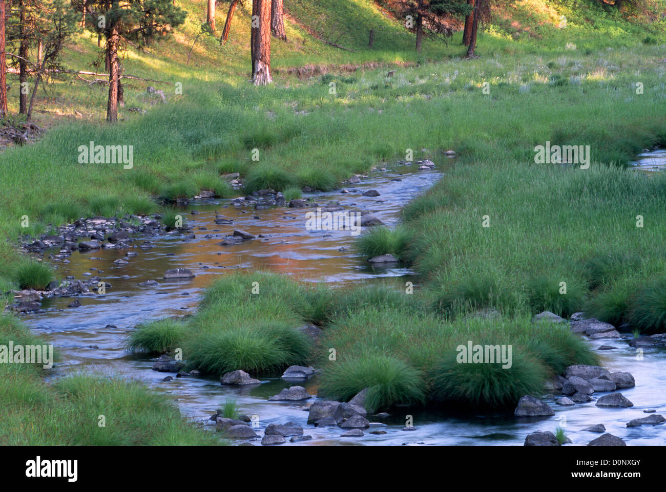 Stream in Pine Forest Near Bend Oregon Stock Photo - Alamy