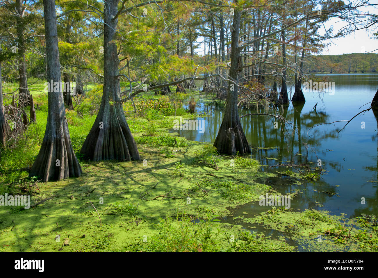 Trees in Swamp Stock Photo - Alamy