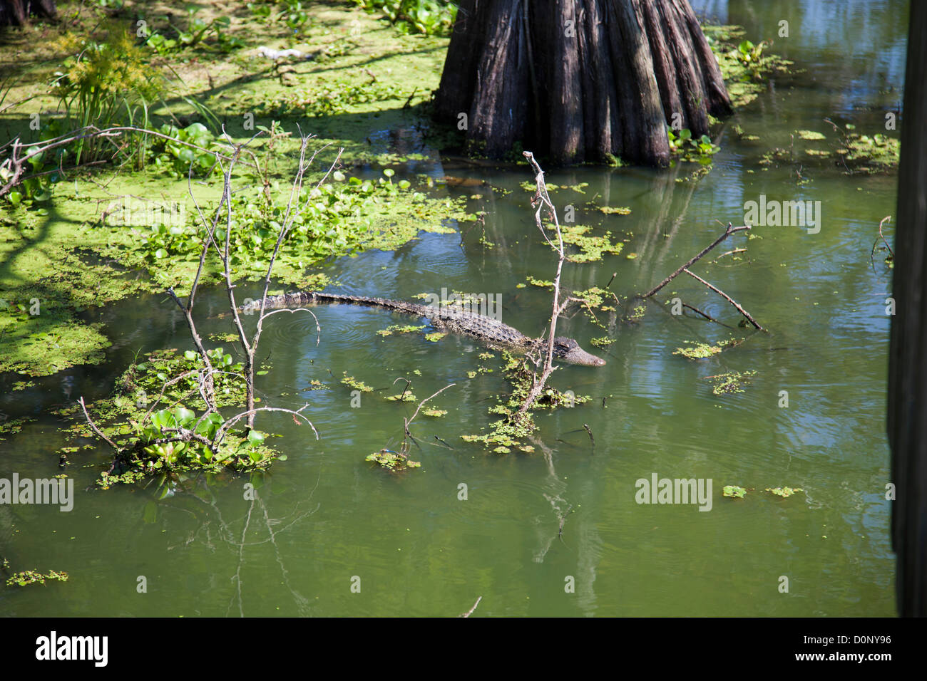 Alligator in Swamp Stock Photo - Alamy