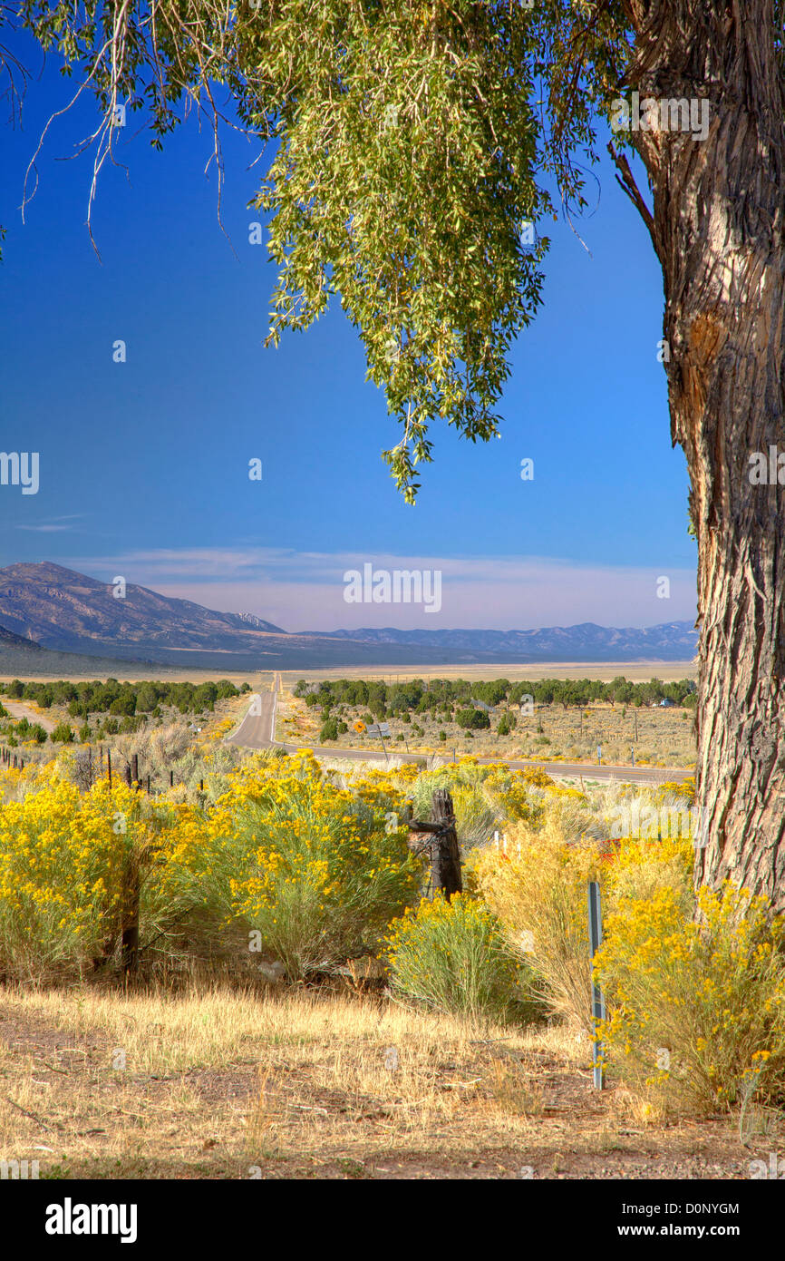 Great basin tree hi-res stock photography and images - Alamy