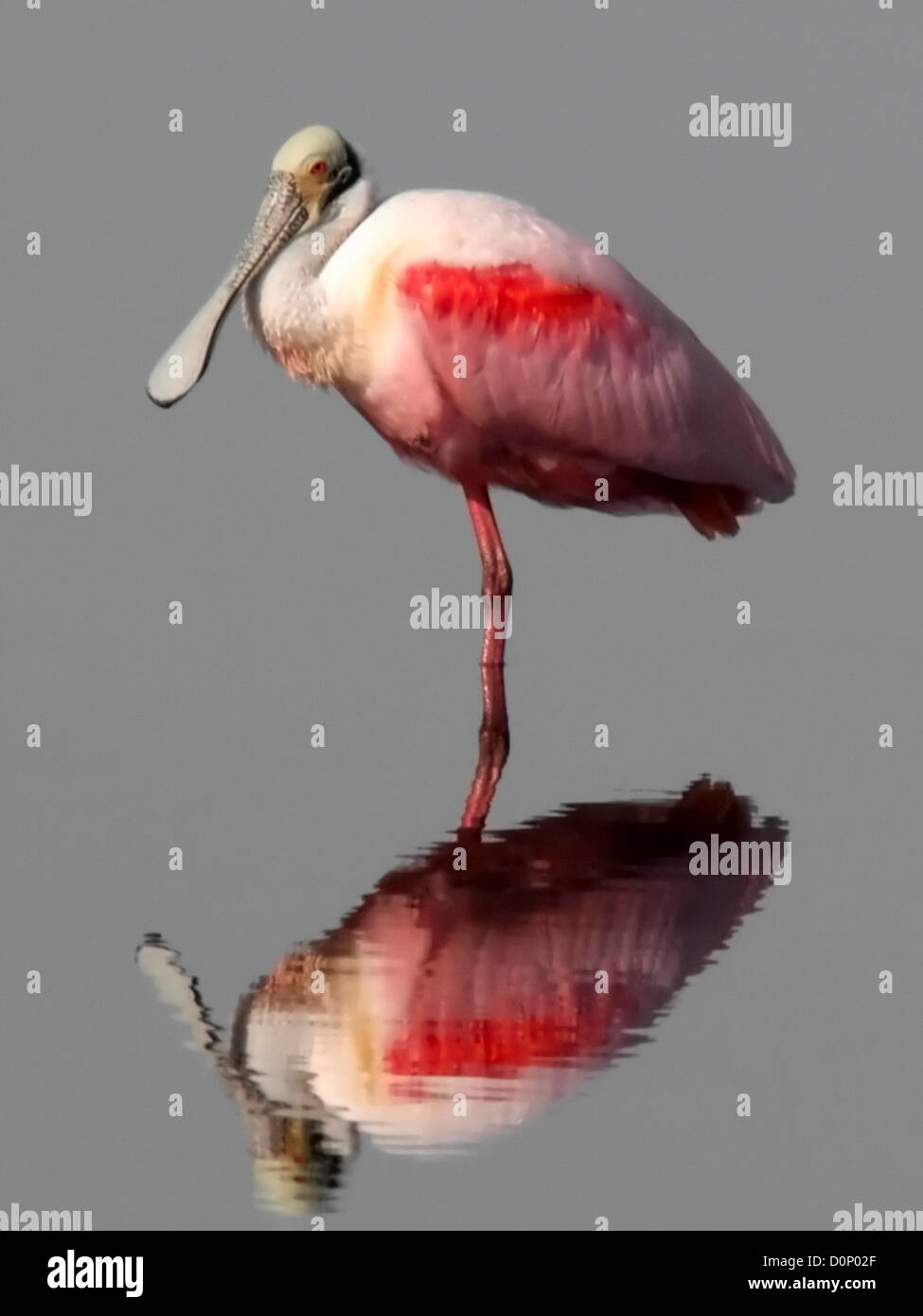 Spoonbill Standing On One Leg Stock Photo - Alamy