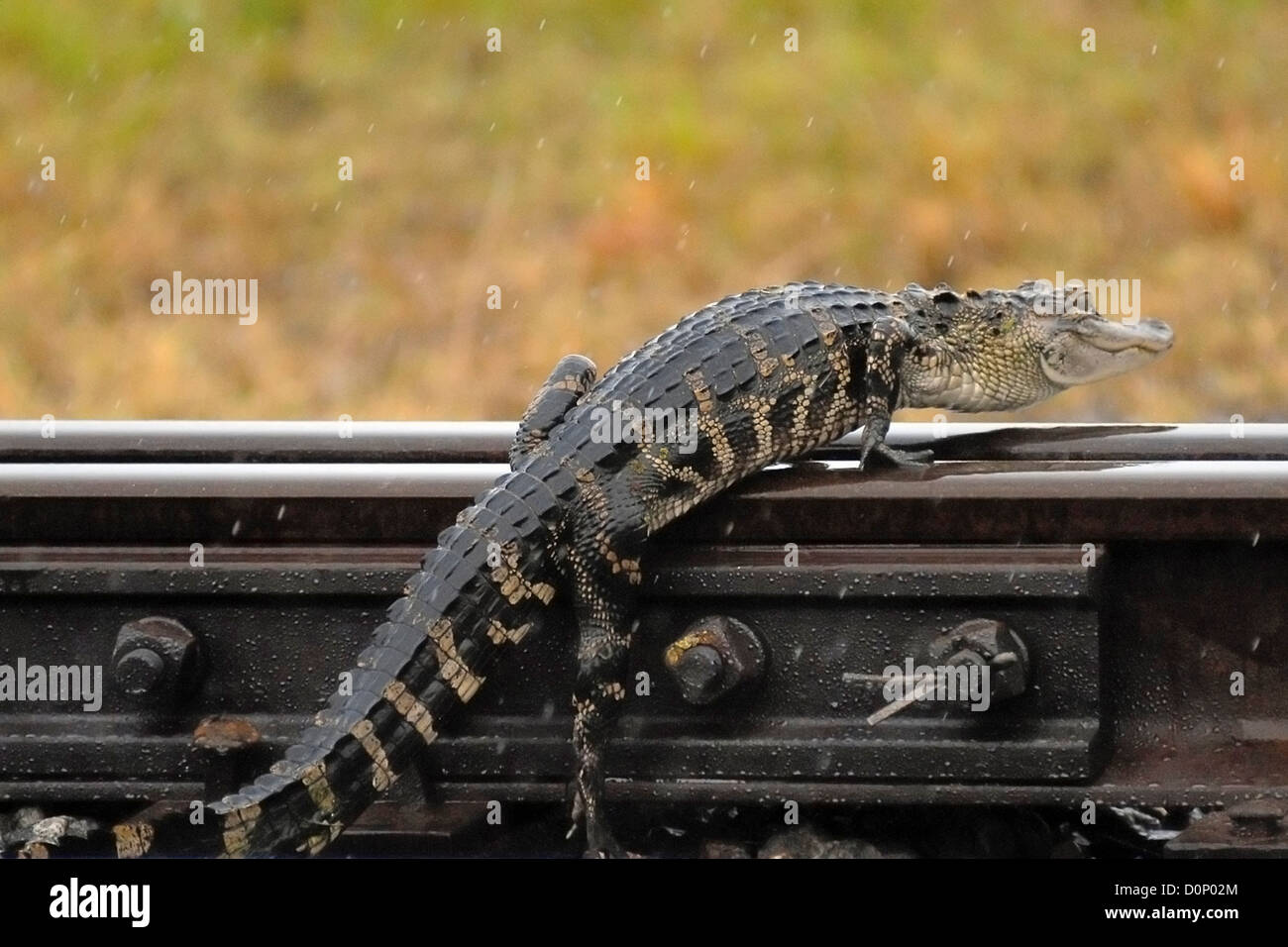 Alligator in the rain hi-res stock photography and images - Alamy