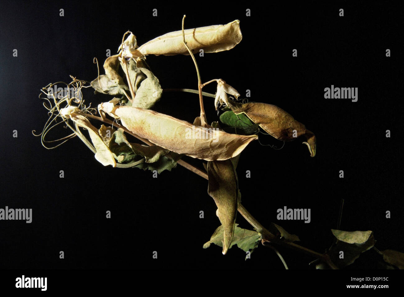 Peas Grown in Space Stock Photo - Alamy