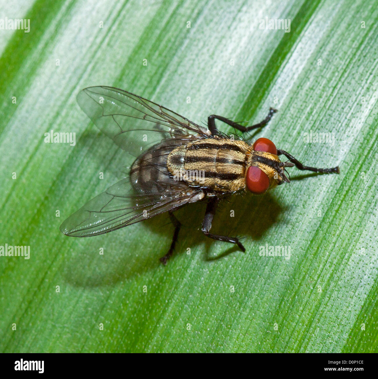 Grey striped fly - flesh fly - Sarcophaga aurifrons, on green leaf ...
