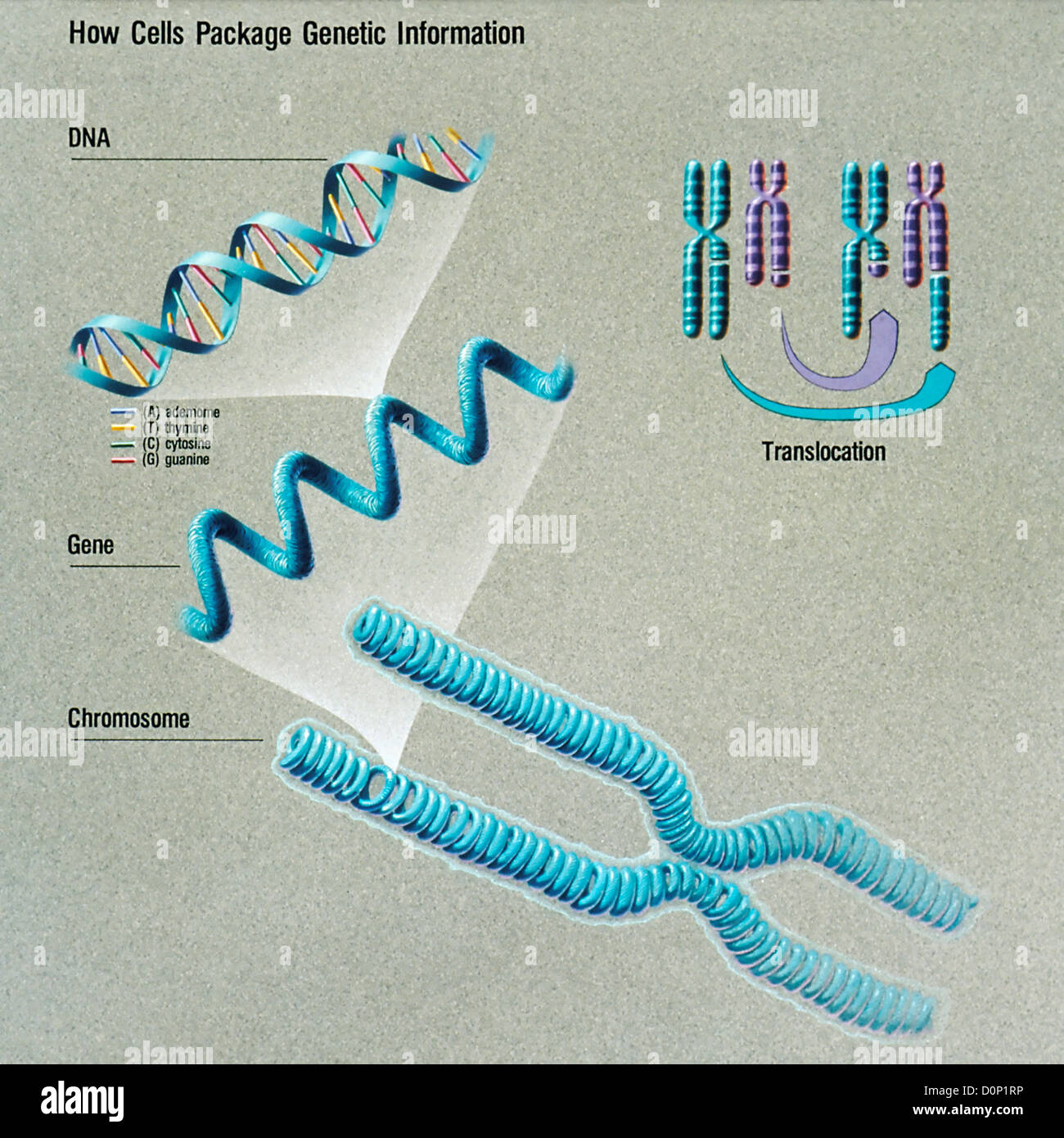 Chromosome translocation High Resolution Stock Photography and Images ...