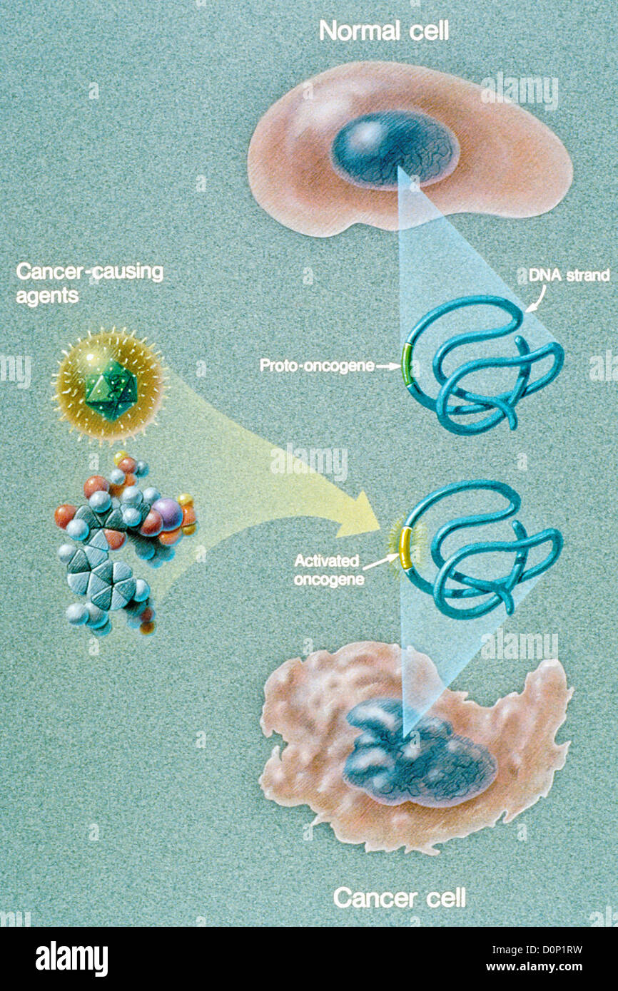 This illustration explains how normal cell becomes cancer cell ...