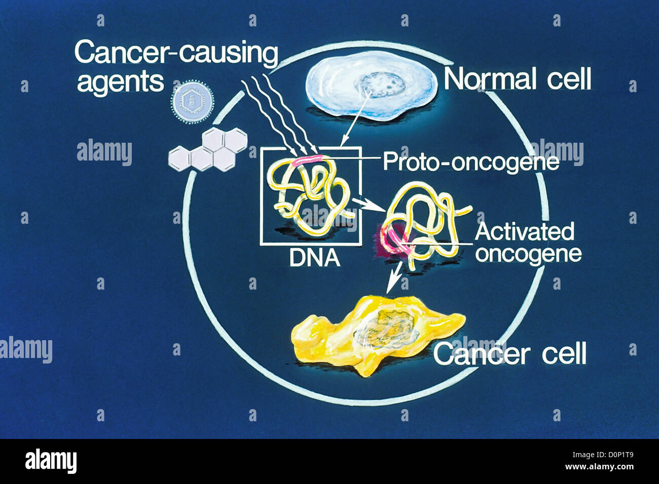 This illustration explains how normal cell becomes cancer cell ...
