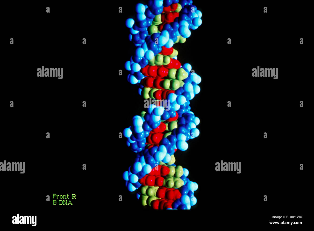 A computer graphic of DNA in the B form Stock Photo - Alamy