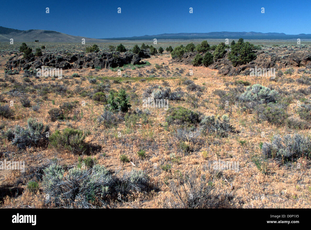 Desert tumbleweeds hi-res stock photography and images - Alamy