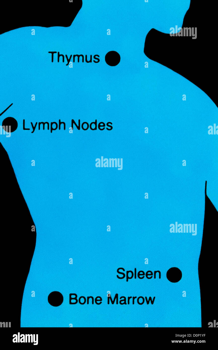 Organs diagram hi-res stock photography and images - Alamy