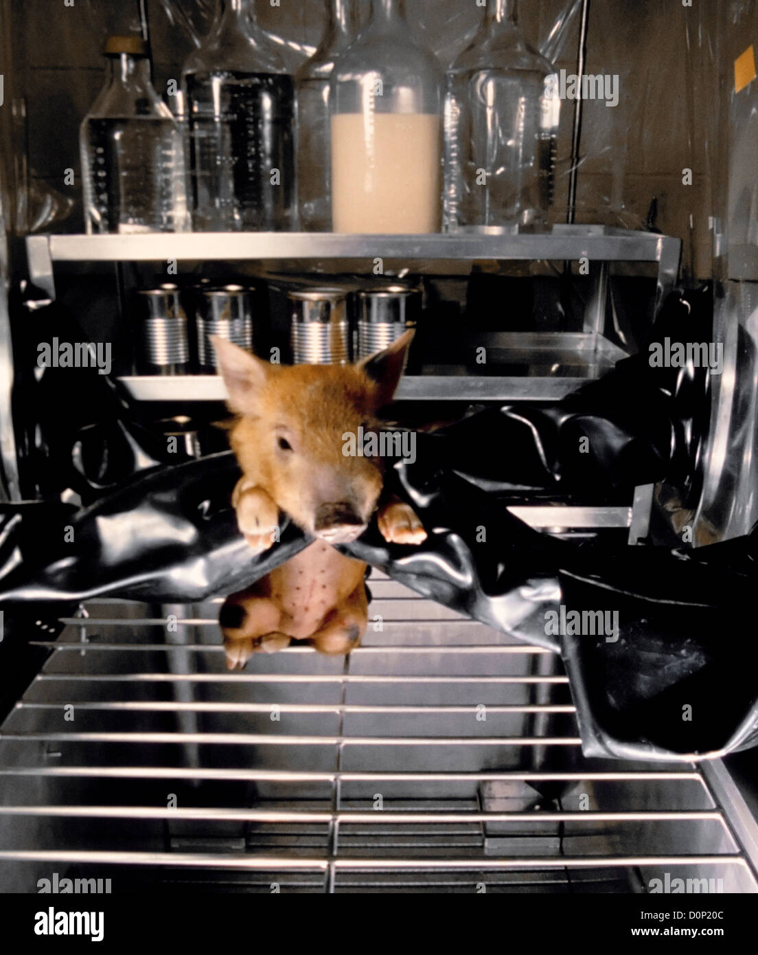 This experimental miniature pig is being held in place rubber-tube ...