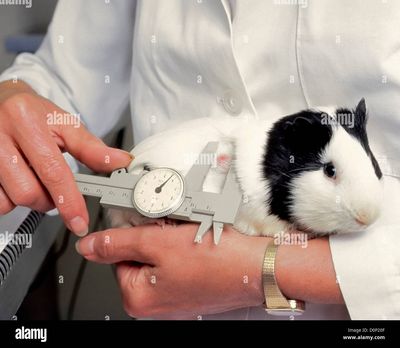 An experimental guinea pig is held techinican who measures tumor,the ...