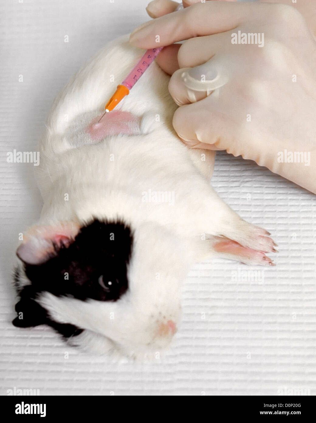 Experimental guinea pig hi-res stock photography and images - Alamy