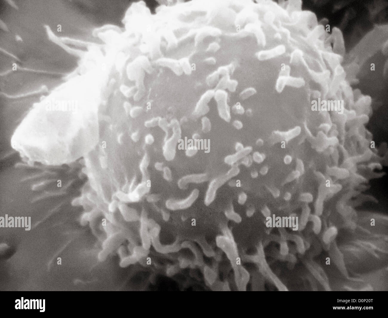 Electron microscopy human cell hi-res stock photography and images - Alamy