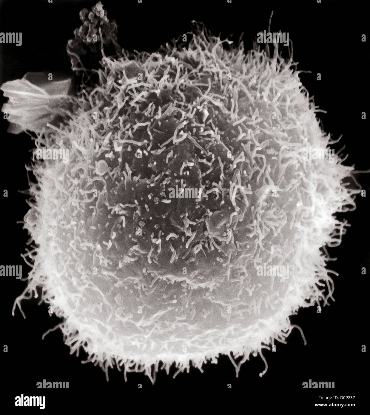 T Regulatory Cells Microscope