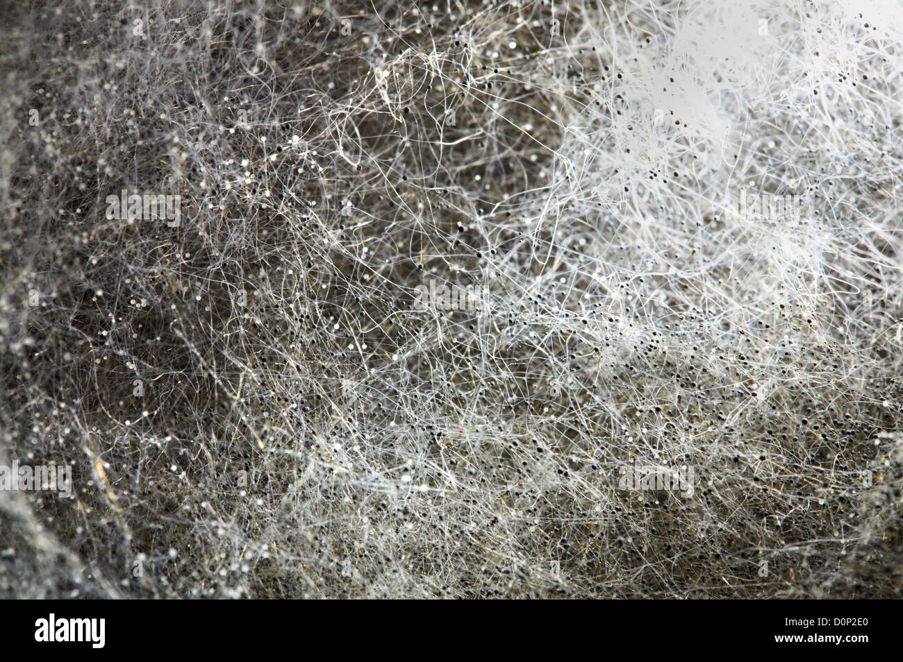 Grey mould plant hi-res stock photography and images - Alamy