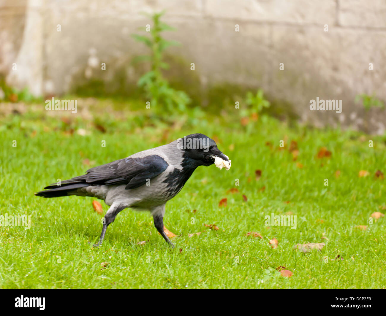 Carrion Crow (Convus Corone) eating some bread Stock Photo - Alamy