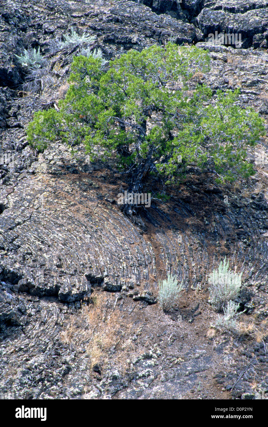 Pine Tree and Lava Flow Stock Photo - Alamy