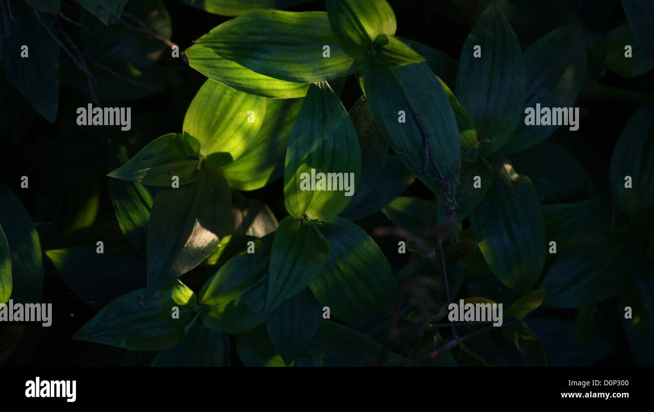 Sunlight trough Leaves Stock Photo - Alamy
