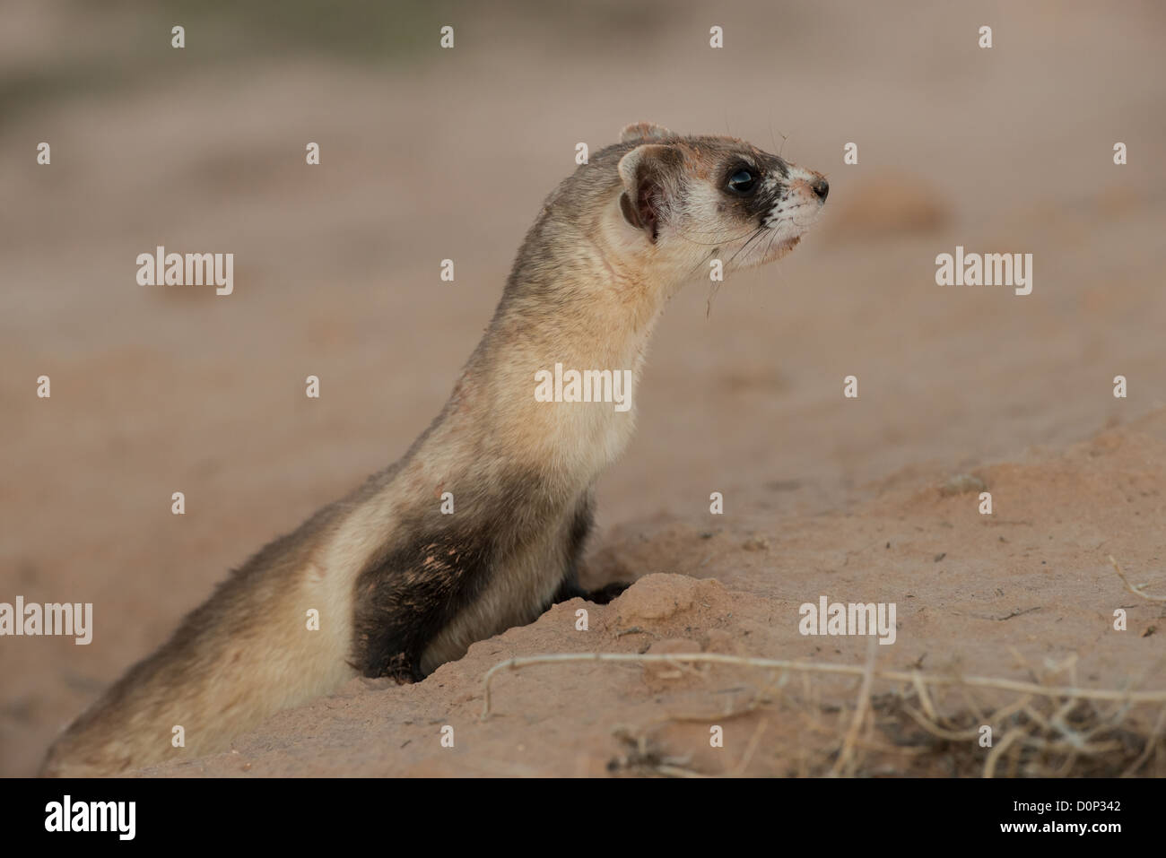 Picture ferrets hi-res stock photography and images - Alamy