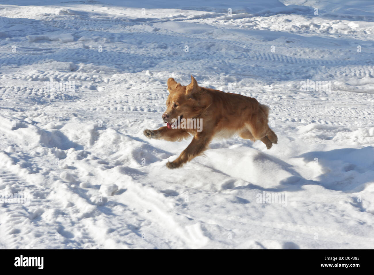 Beautiful golden retriever dog in jump above snow Stock Photo - Alamy
