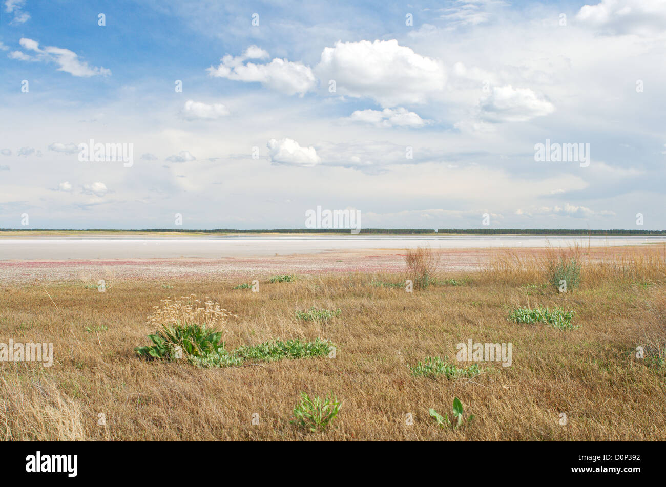 Poor vegetation hi-res stock photography and images - Alamy