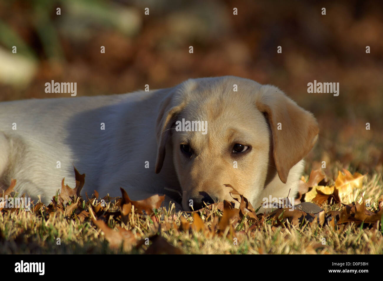 Yellow Labrador Retriever puppy at play Stock Photo - Alamy