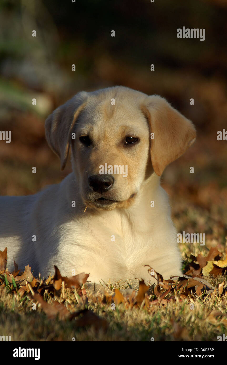 Yellow Labrador Retriever puppy at play Stock Photo - Alamy