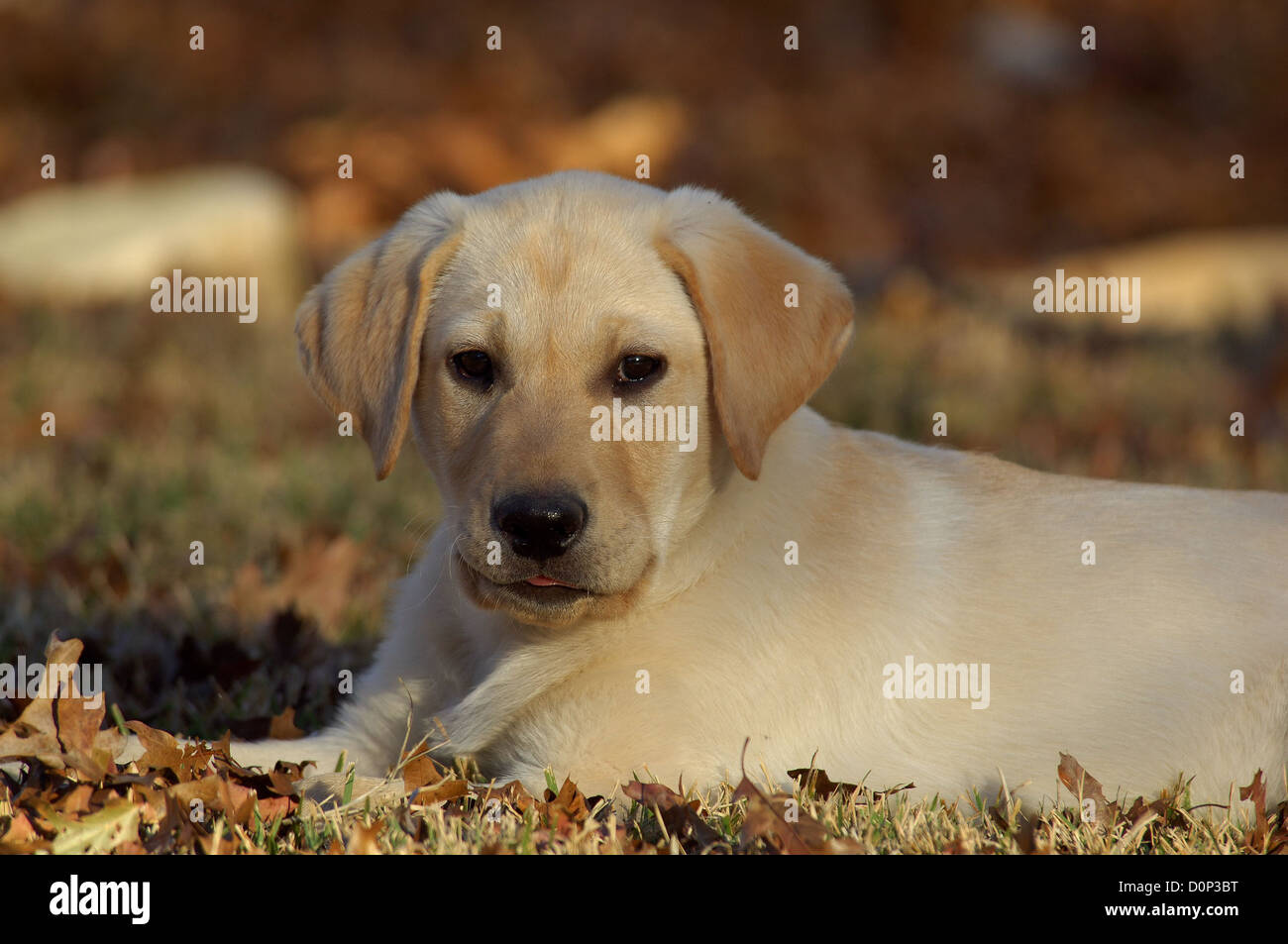 Yellow Labrador Retriever puppy at play Stock Photo - Alamy