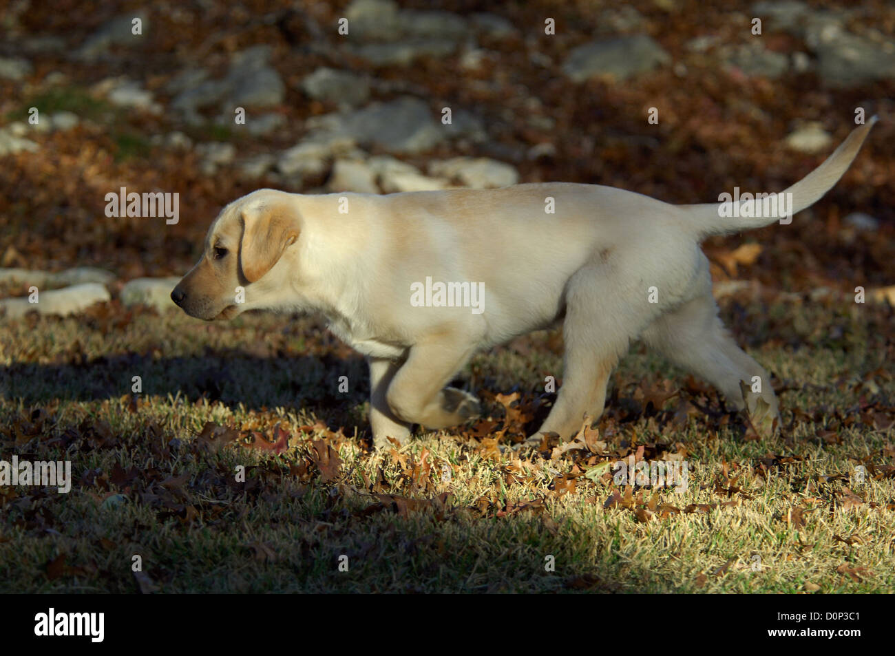 Yellow Labrador Retriever puppy at play Stock Photo - Alamy