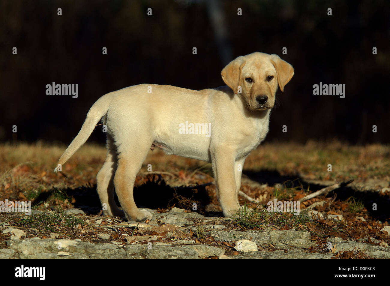 Yellow Labrador Retriever puppy at play Stock Photo - Alamy
