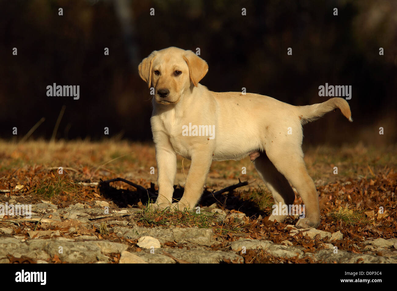 Labrador retriever pup hi-res stock photography and images - Alamy