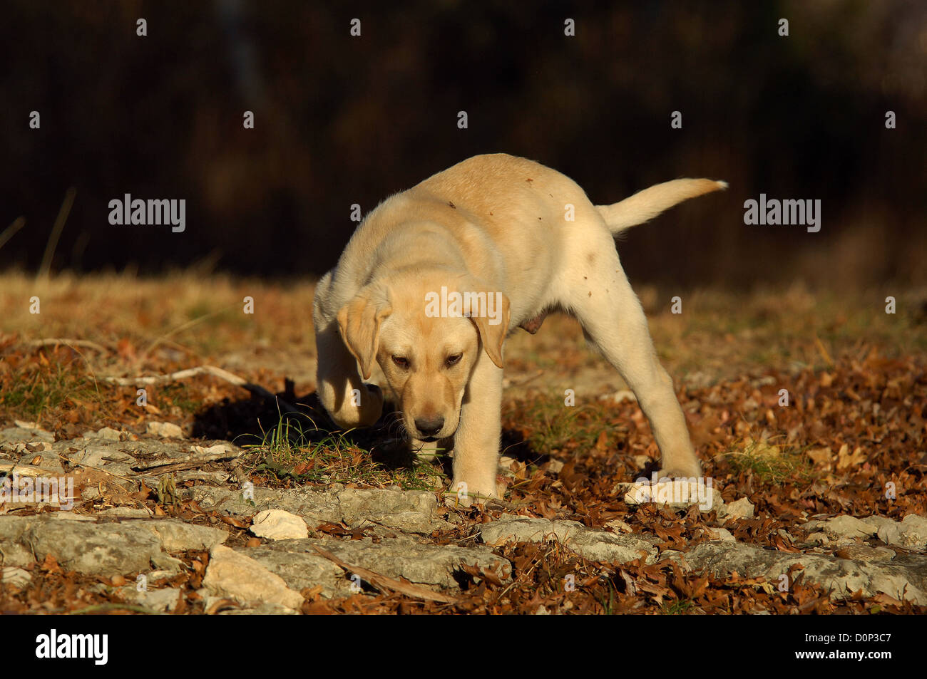 Yellow Labrador Retriever puppy at play Stock Photo - Alamy