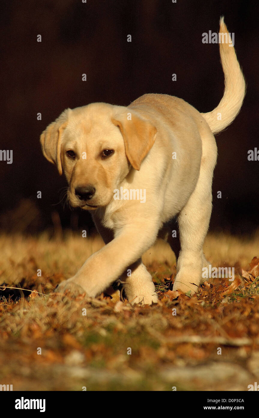 Yellow Labrador Retriever puppy at play Stock Photo - Alamy