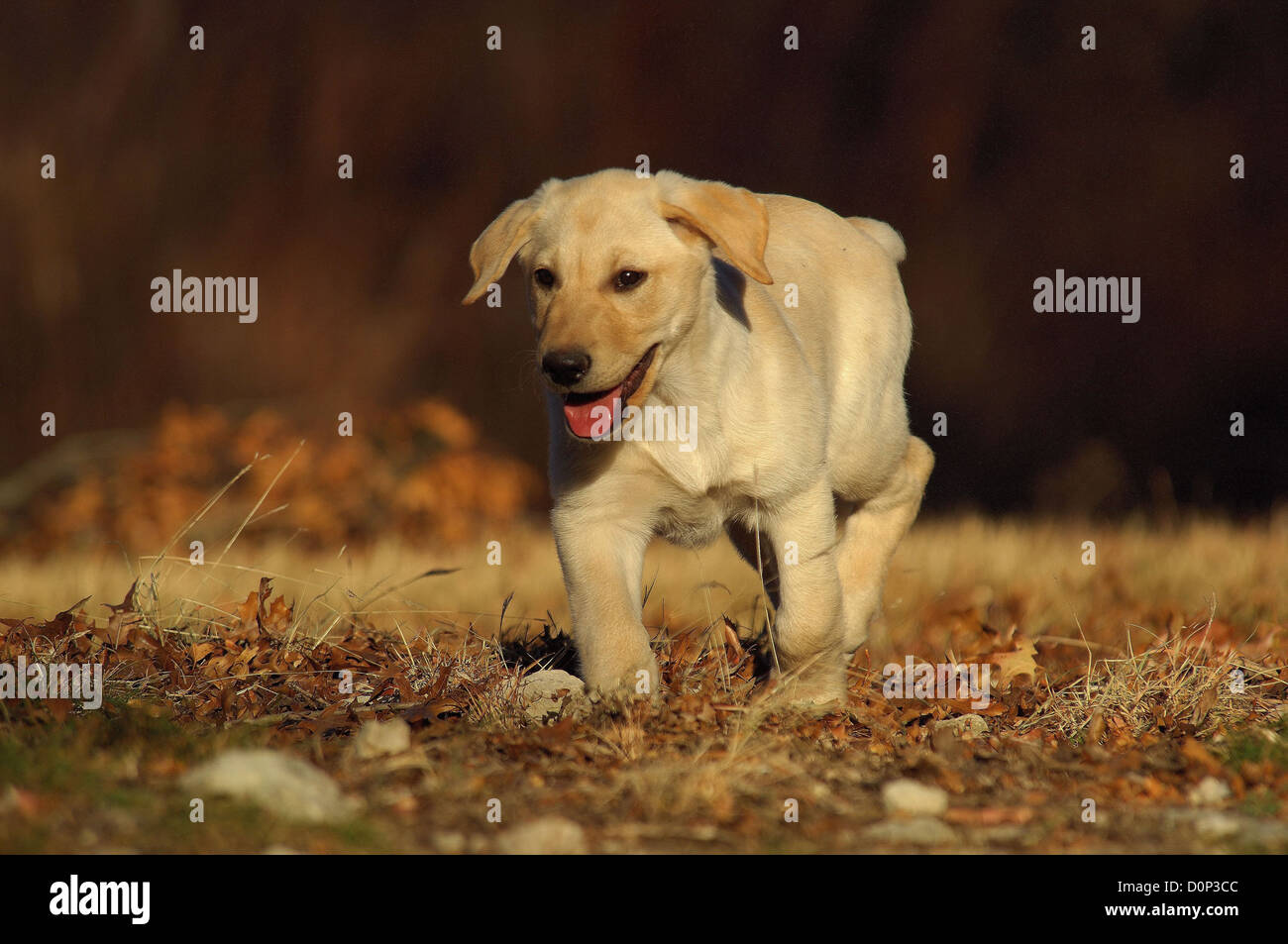 Yellow Labrador Retriever puppy at play Stock Photo - Alamy