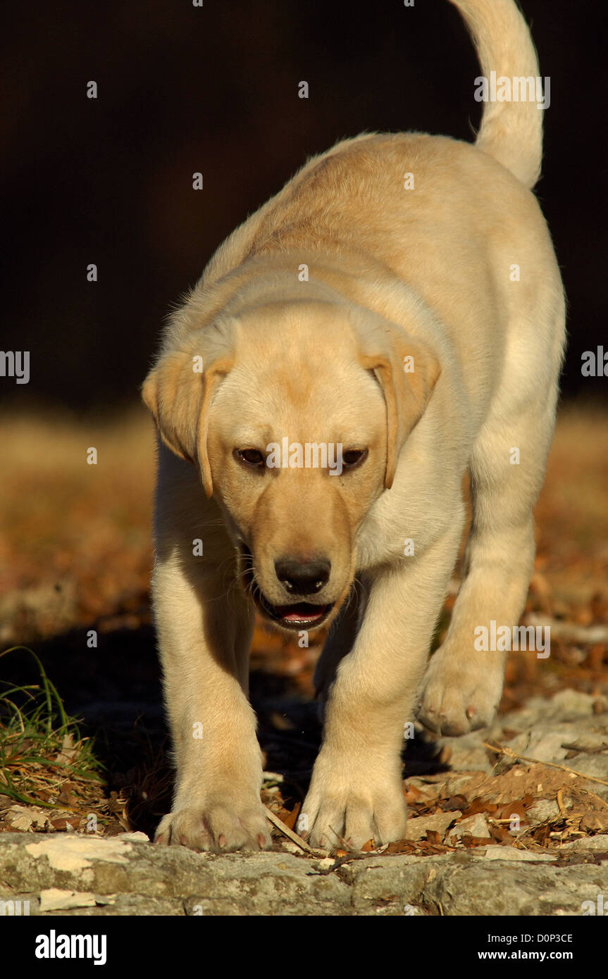 Yellow Labrador Retriever puppy at play Stock Photo - Alamy