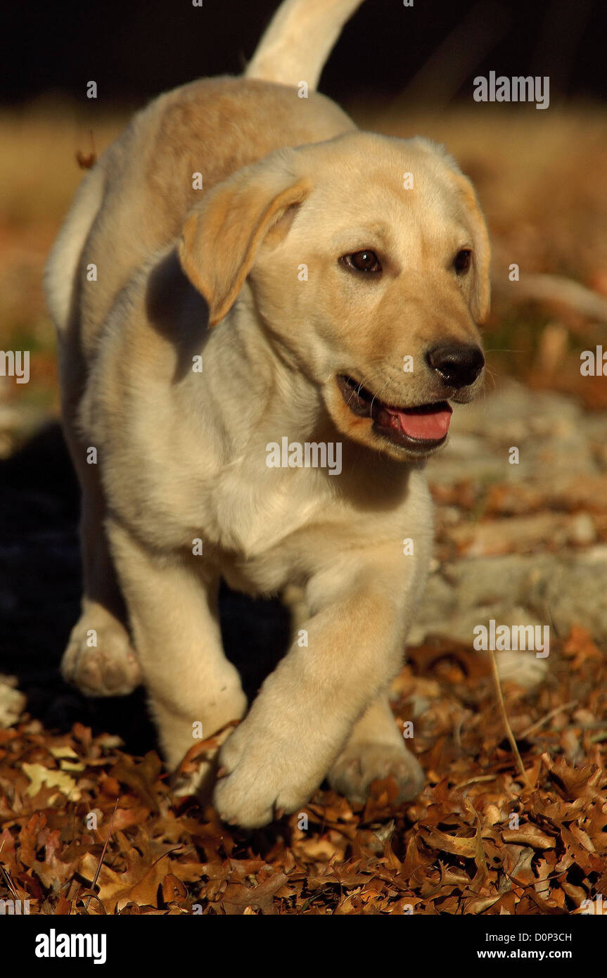 Yellow Labrador Retriever puppy at play Stock Photo - Alamy