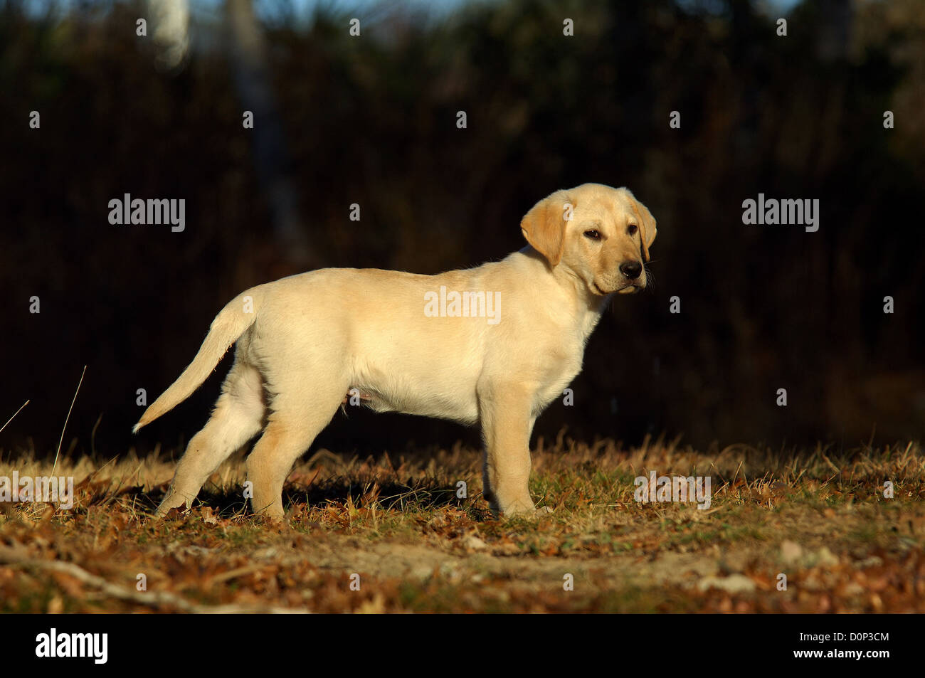 Yellow Labrador Retriever puppy at play Stock Photo - Alamy