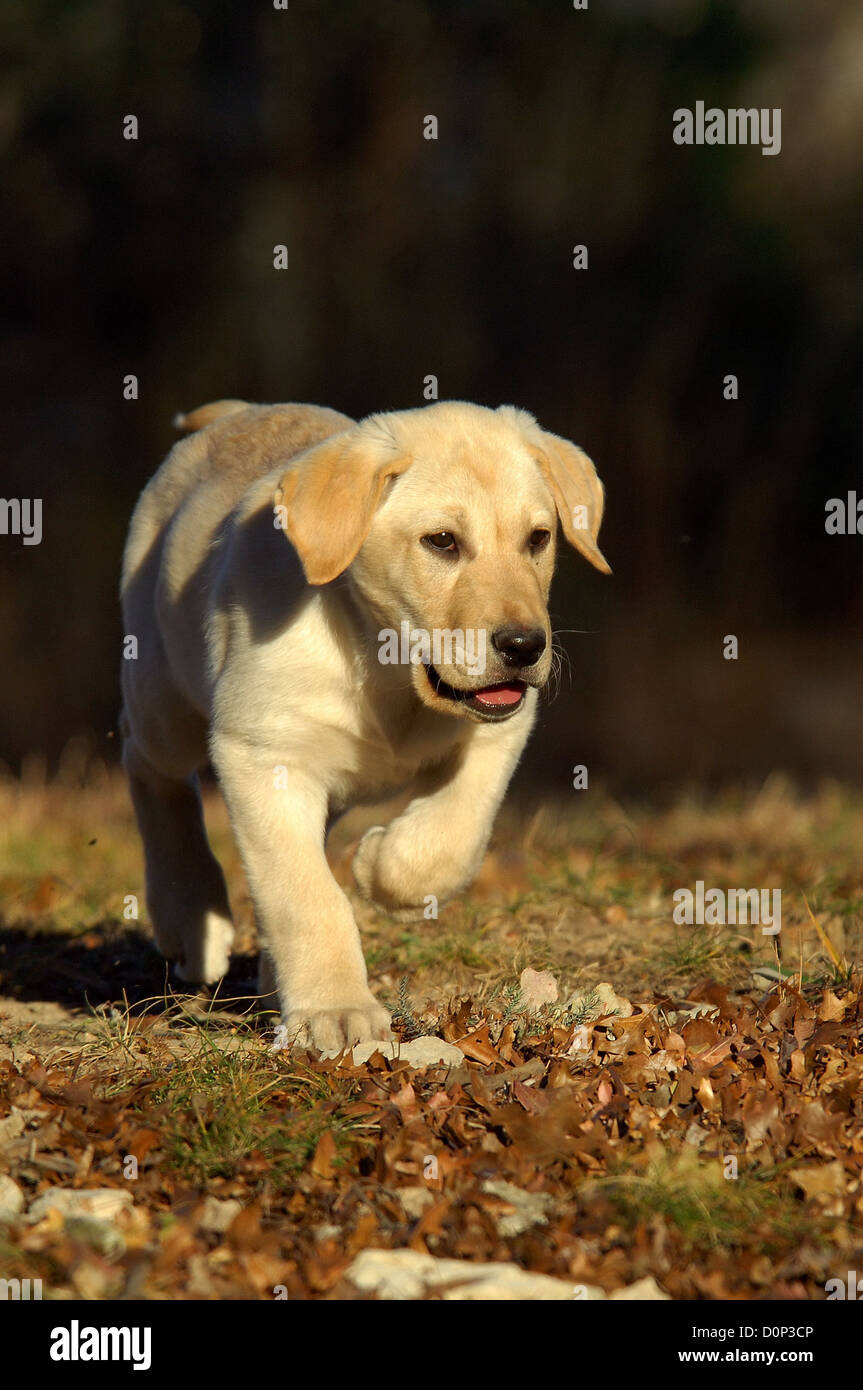 Yellow Labrador Retriever puppy at play Stock Photo - Alamy