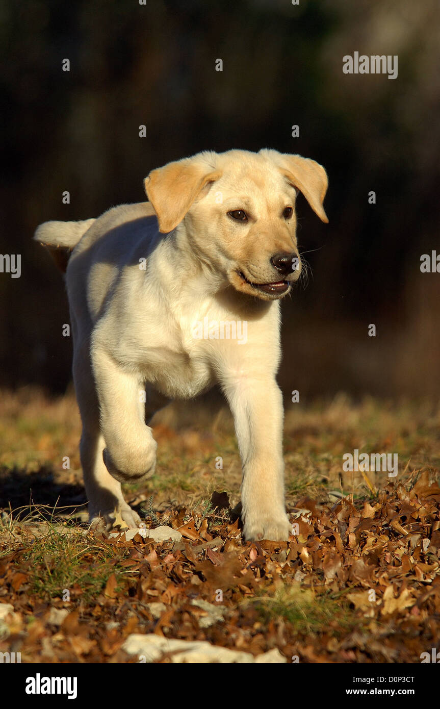 Yellow Labrador Retriever puppy at play Stock Photo - Alamy