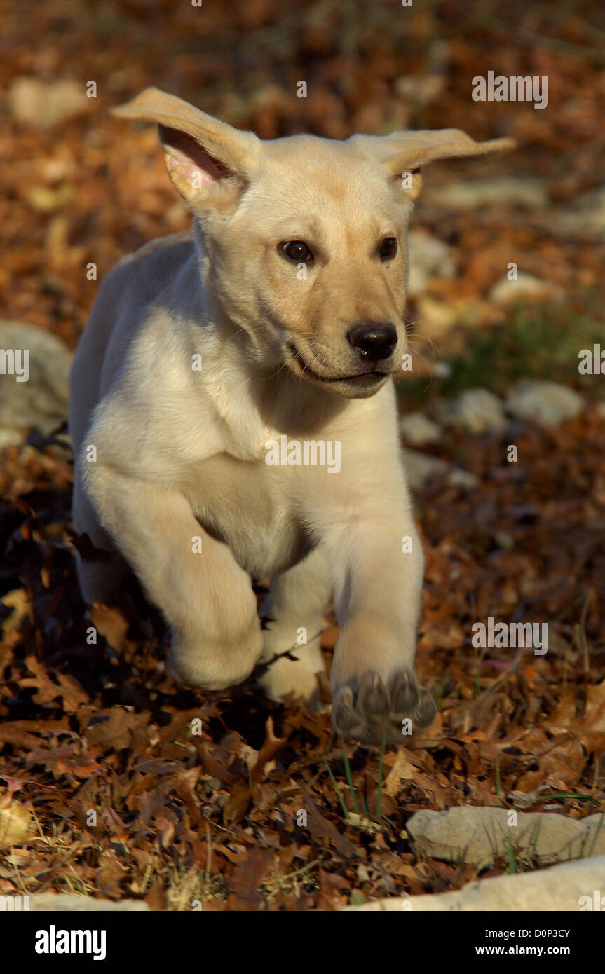 Yellow Labrador Retriever puppy at play Stock Photo - Alamy