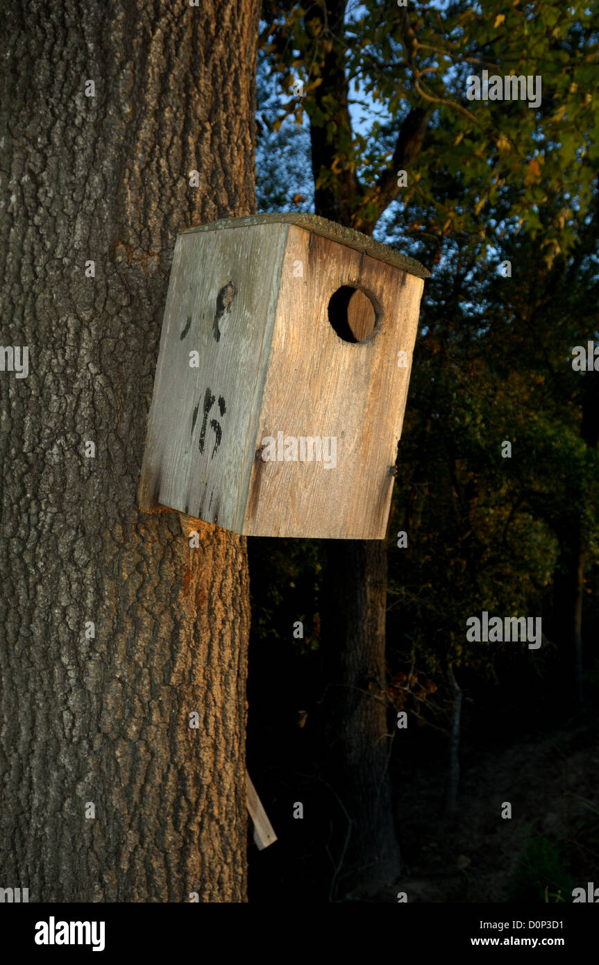 Wood duck nesting box in a tree near Athens Texas Stock Photo - Alamy