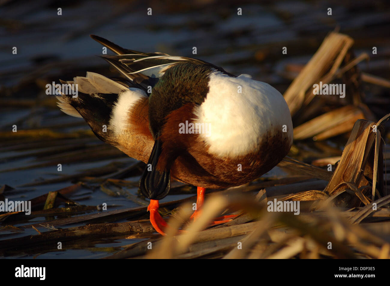 Spoonbill shoveler hi-res stock photography and images - Alamy