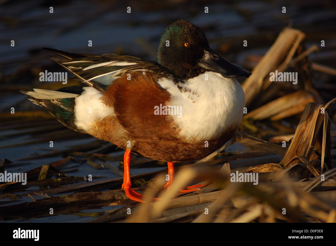 Spoonbill shoveler hi-res stock photography and images - Alamy