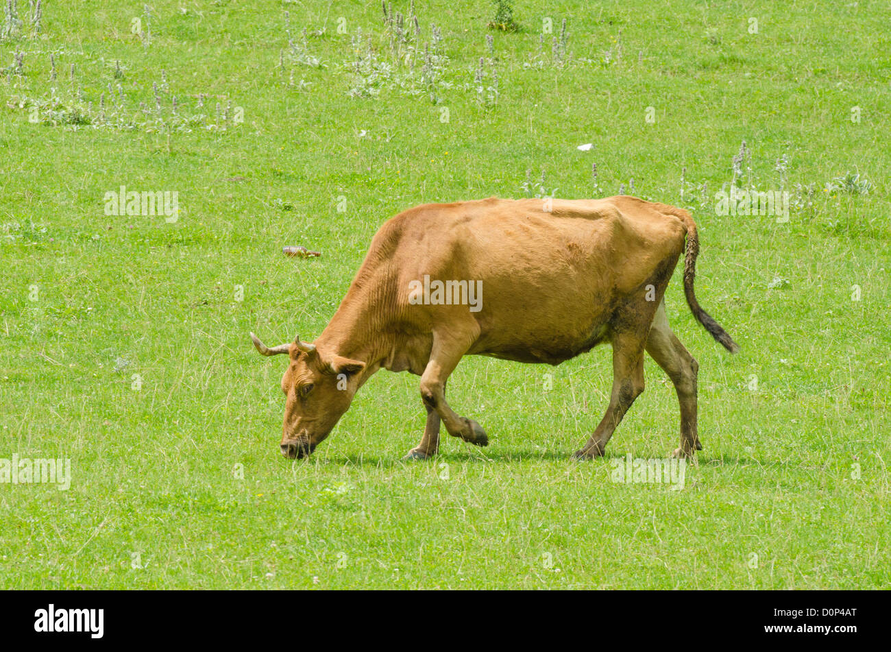 Cows grazing on the green field Stock Photo - Alamy