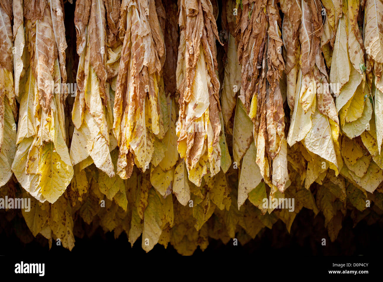 Curing tobacco leaves hi-res stock photography and images - Alamy