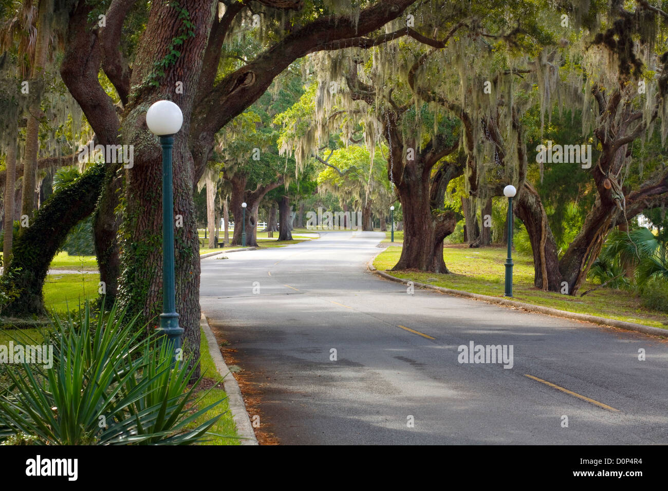 Live oak tree lined road hi-res stock photography and images - Alamy