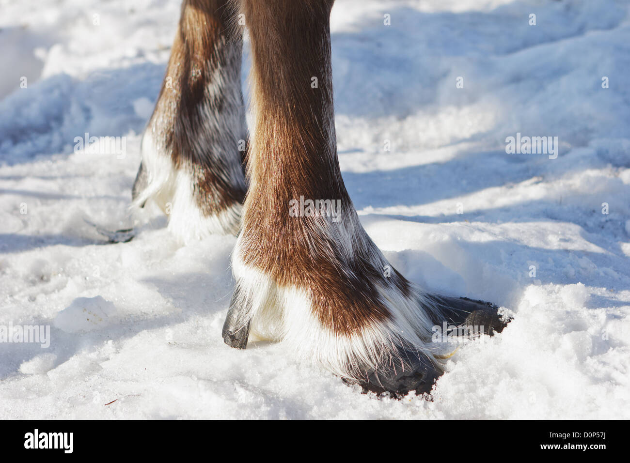 Feet of reindeer Stock Photo - Alamy