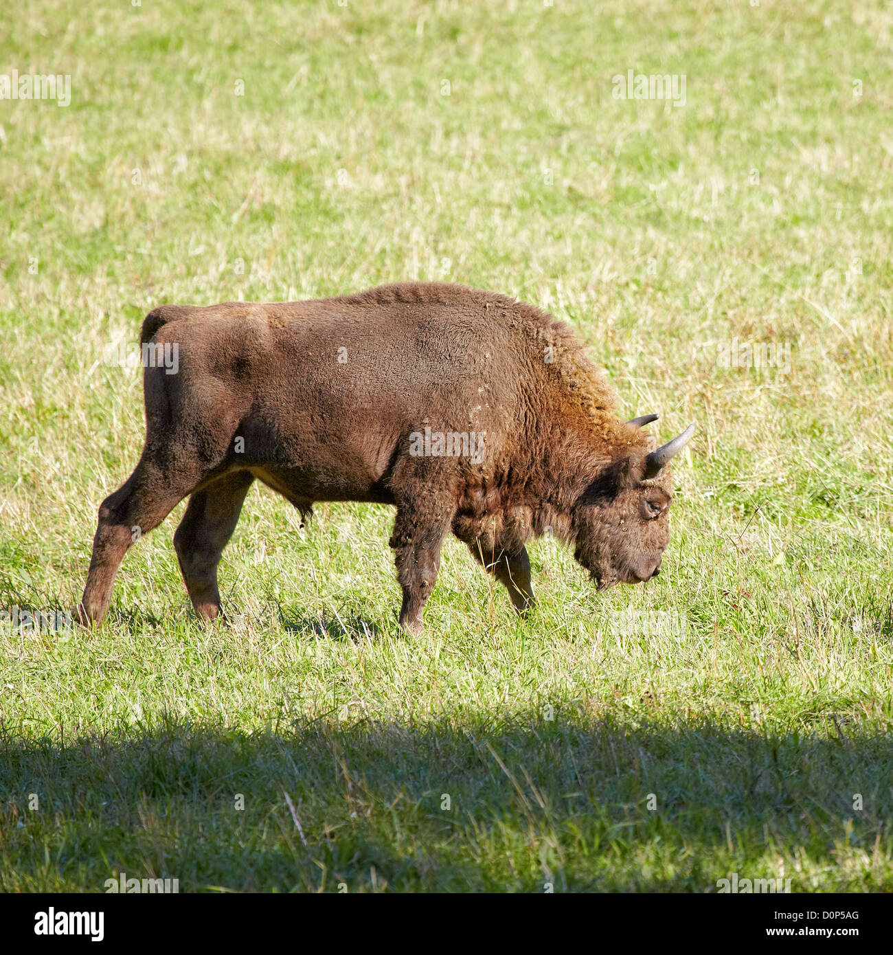 Steppe bison hi-res stock photography and images - Alamy
